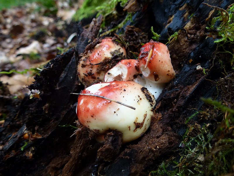 Russula