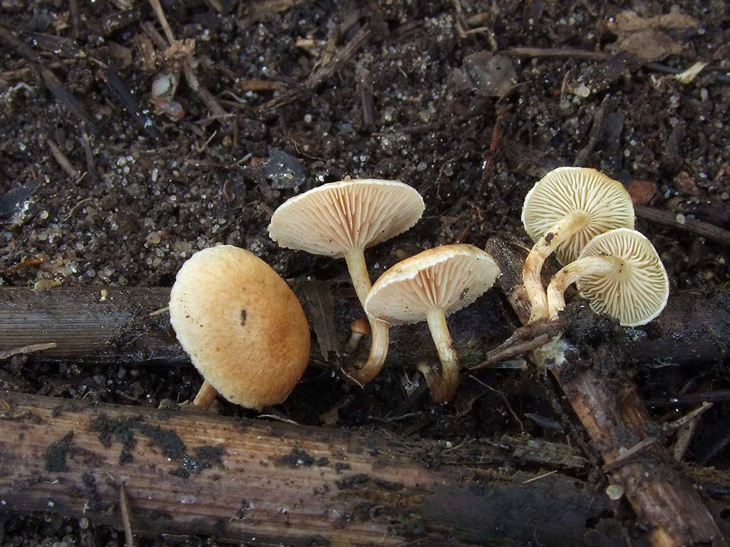 Dünengrüße von Felix